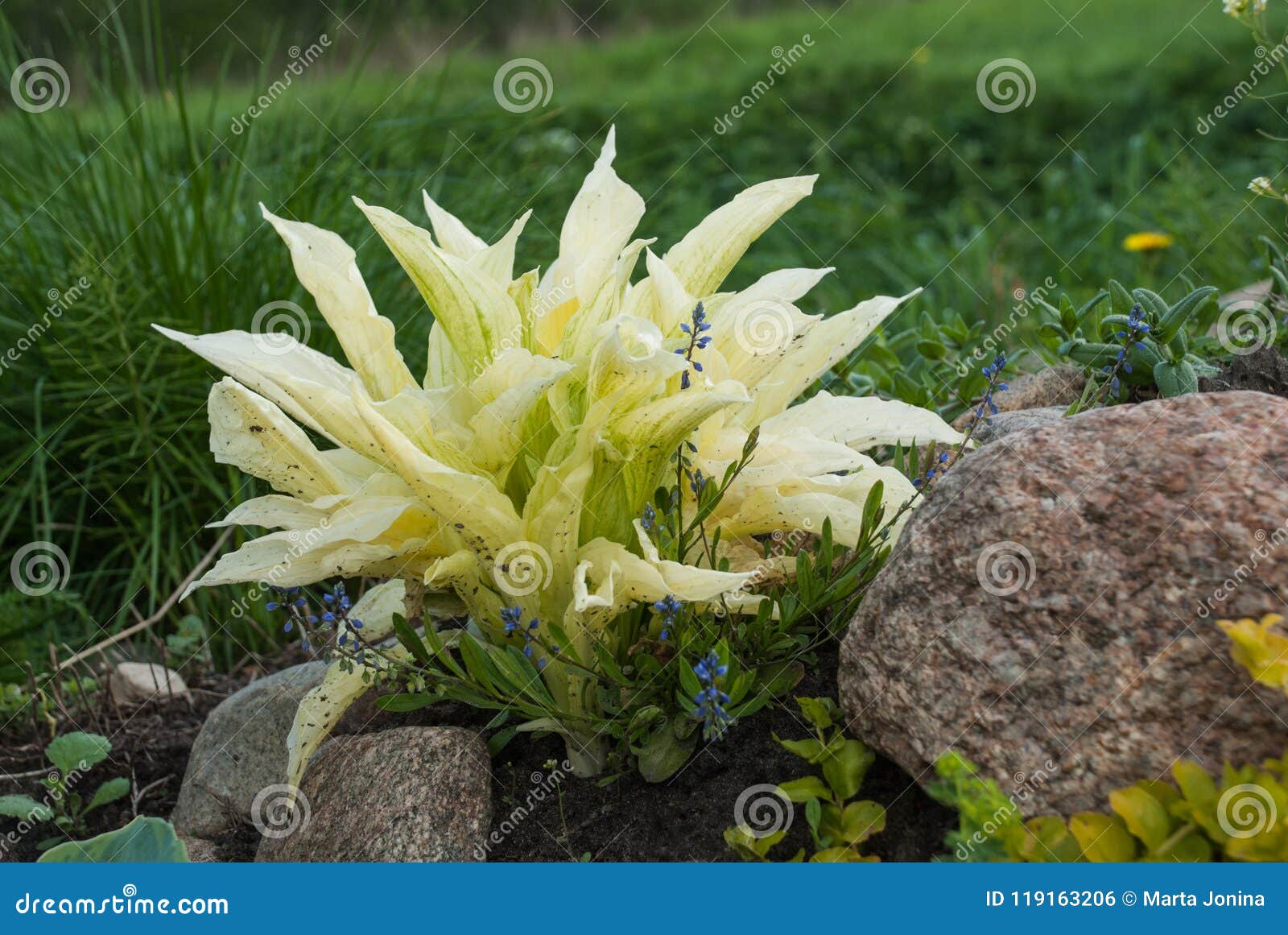 Jonge Plant Van De Hosta De Witte Veer Stock Foto - Image of plantkunde ...