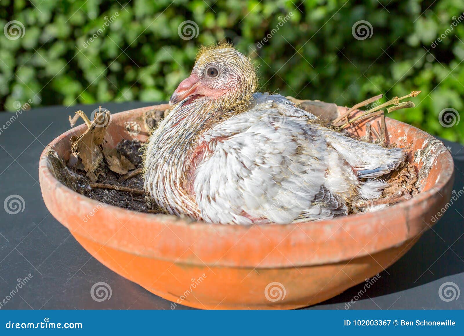 Jonge Postduif in Nestschaal Stock Afbeelding - Image of uitgebroed ...
