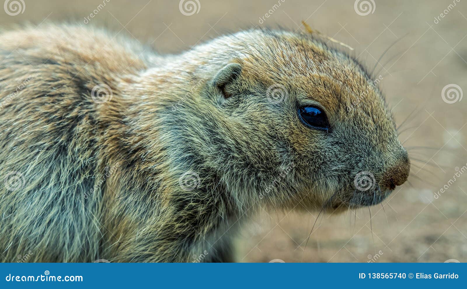 Jonge prairiehond stock foto. Image of leuk, gras, achtergrond - 138565740