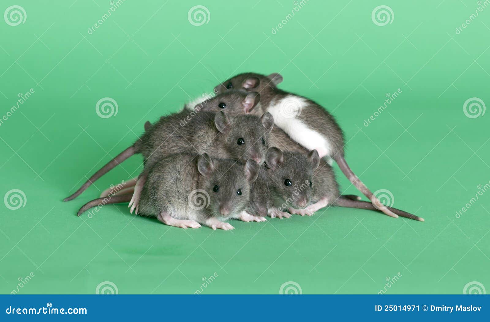 Jonge ratten stock afbeelding. Image of grijs, dieren - 25014971