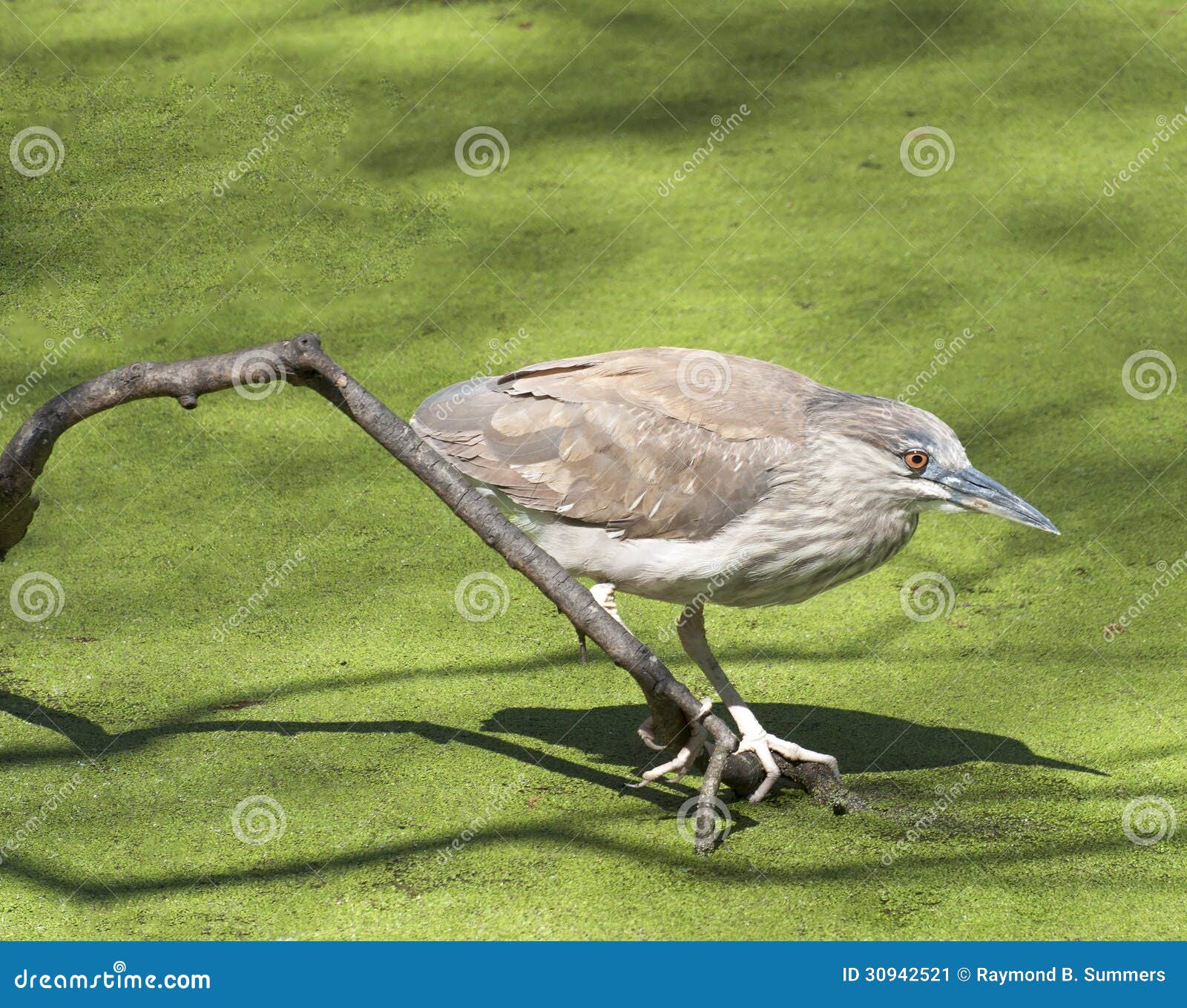 Jonge Reiger stock afbeelding. Image of dier, dieren - 30942521