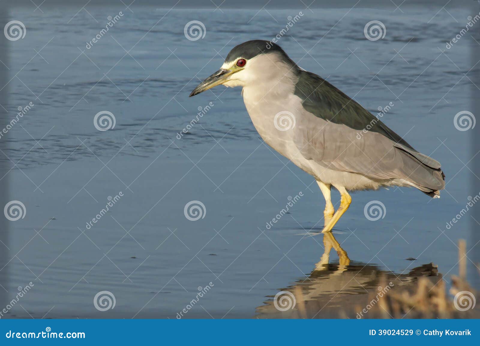 Jonge Reiger stock afbeelding. Image of bezinning, moerasland - 39024529