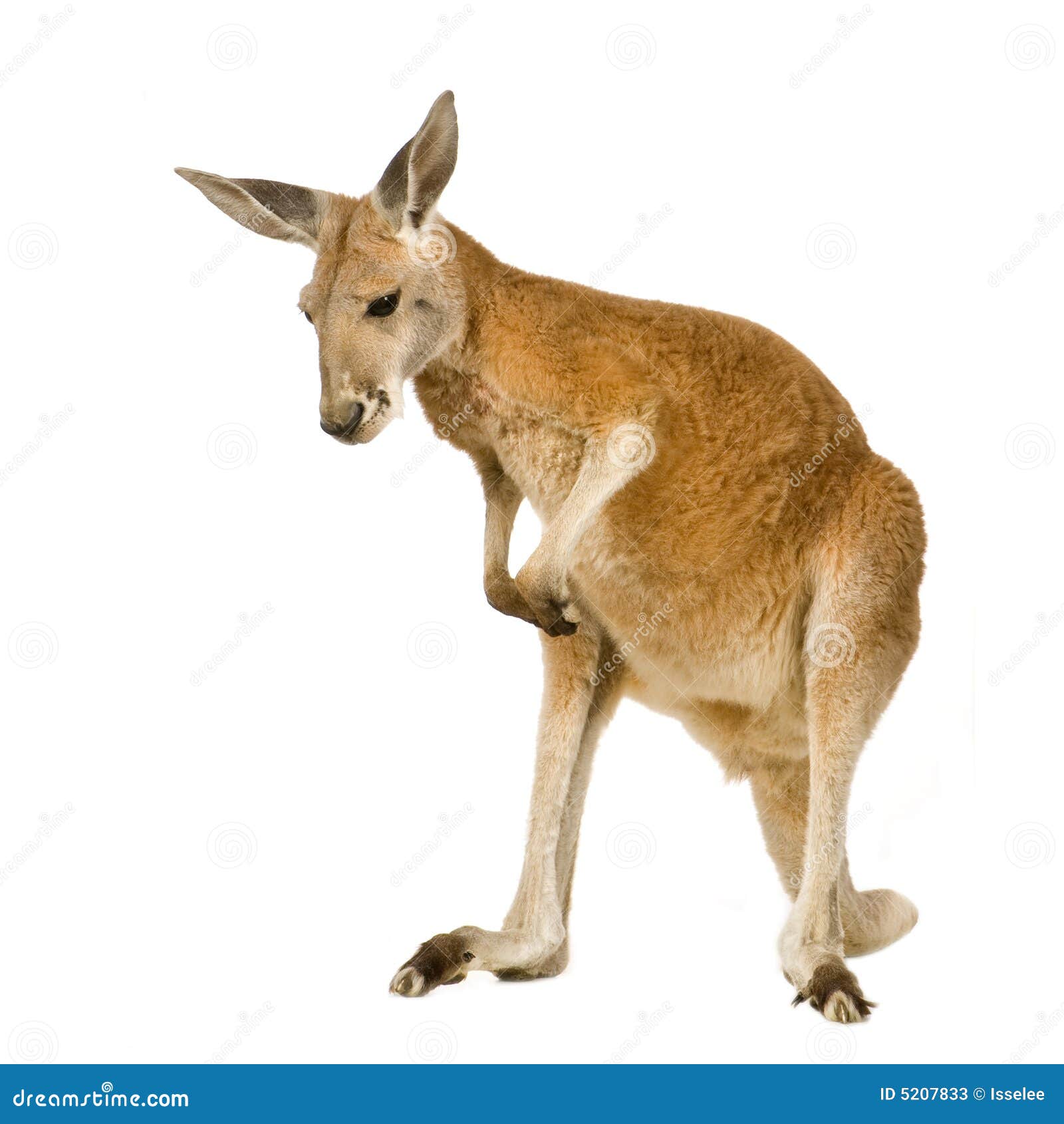 Jonge Rode Kangoeroe (9 Maanden) - Rufus Macropus Stock Afbeelding ...