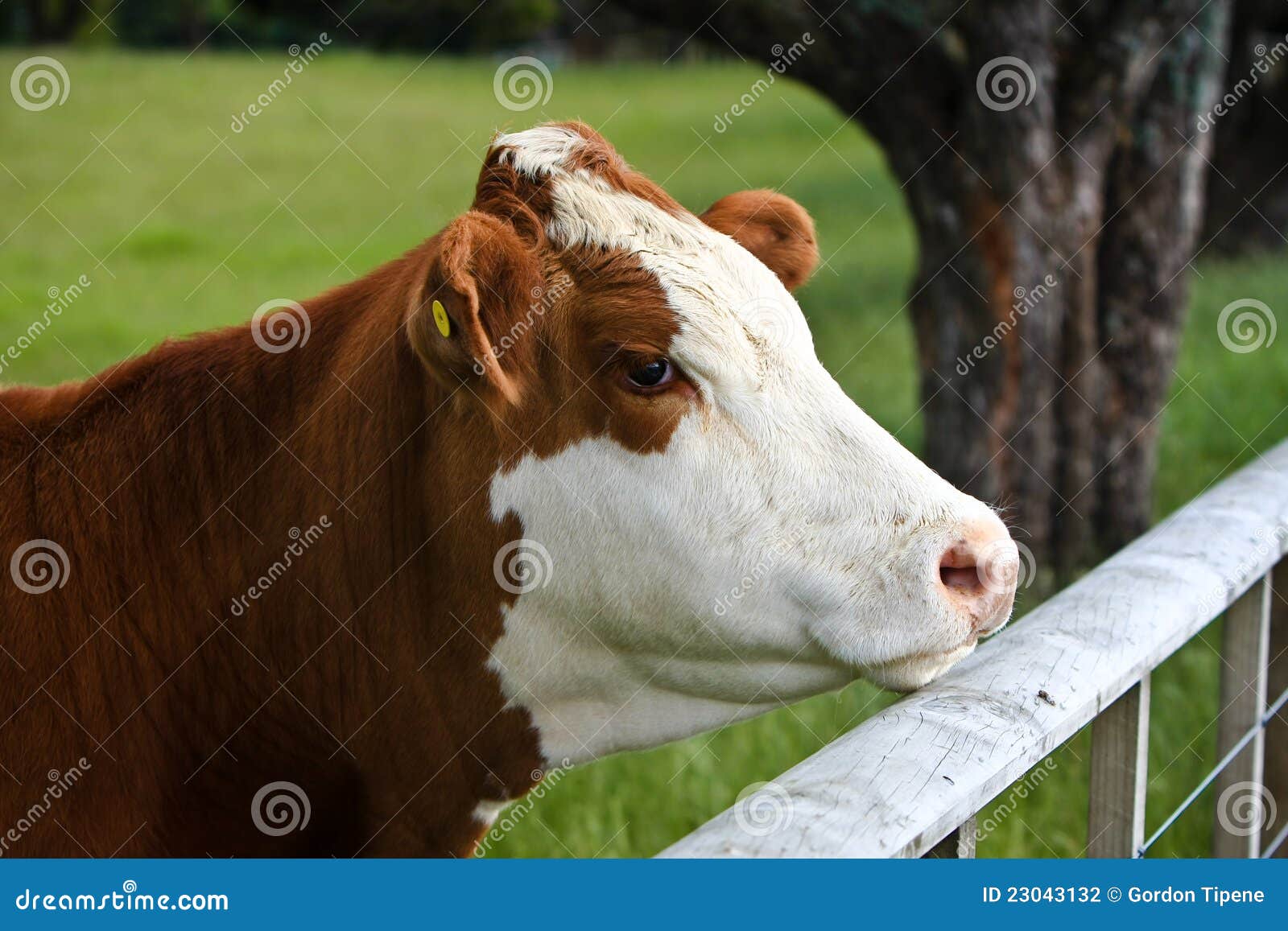 Jonge Simmental Stier Met Gele Oormarkering Stock Foto - Image of ...