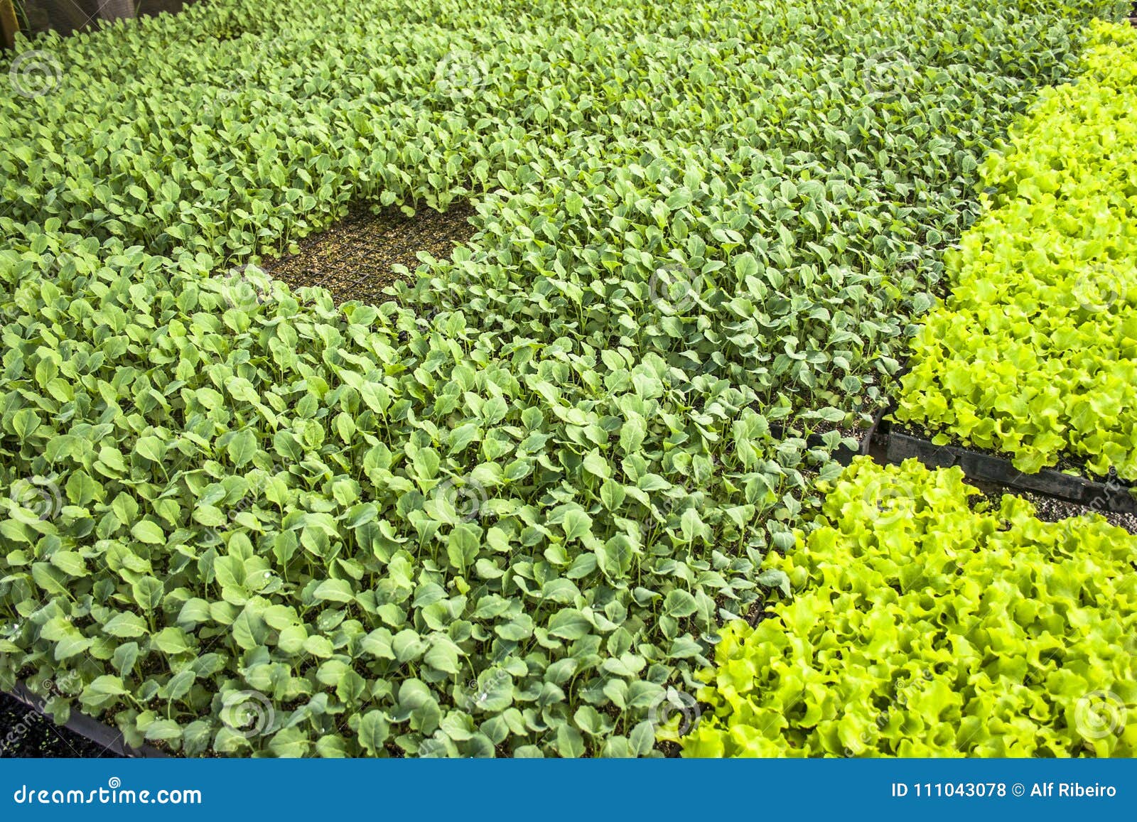 Jonge sla stock foto. Image of botanisch, oogst, landbouwindustrie ...