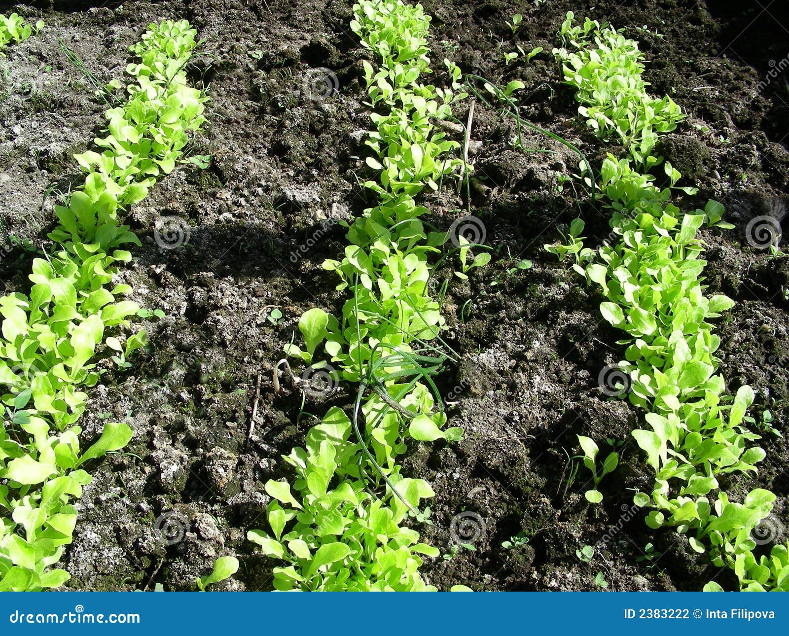 Jonge sla stock foto. Image of blad, installatie, voedsel - 2383222