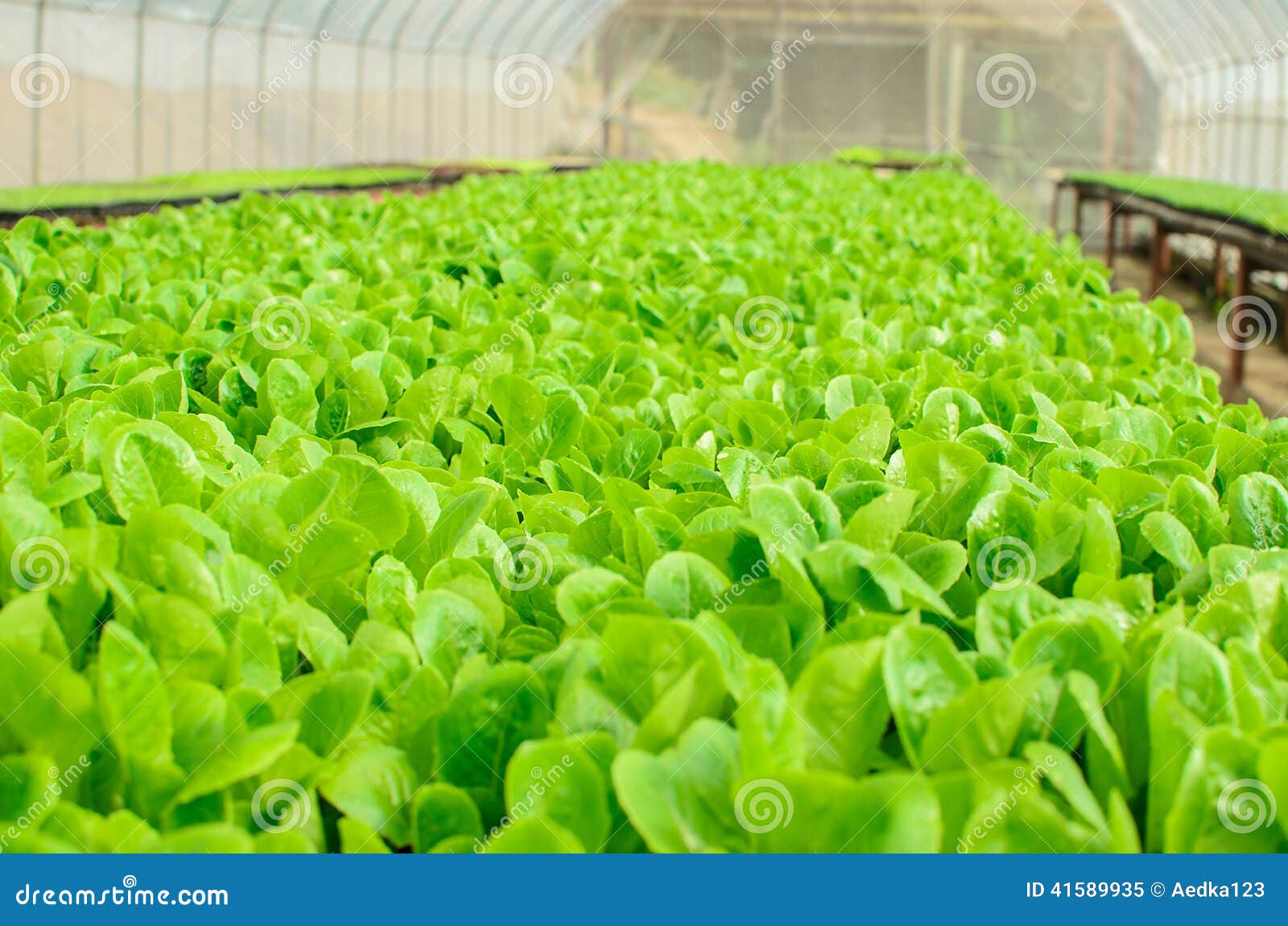 Jonge sla op het gebied stock afbeelding. Image of zomer - 41589935