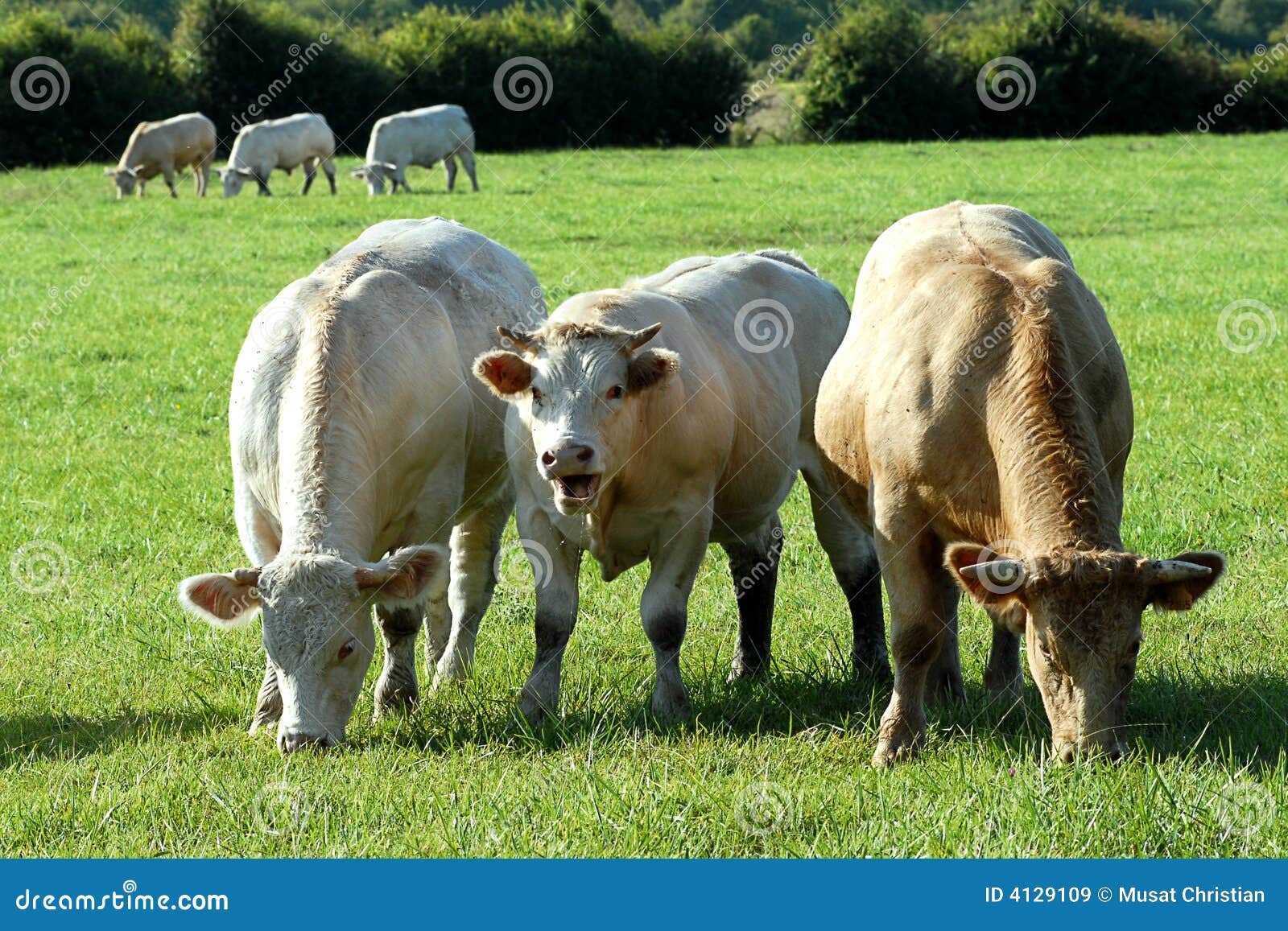 Jonge stieren in de weide stock afbeelding. Image of snuit - 4129109