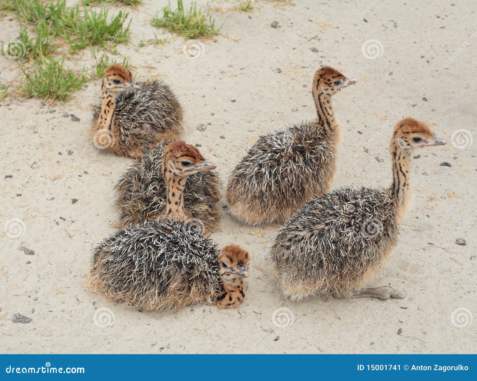 Jonge struisvogel stock afbeelding. Image of geel, groen - 15001741