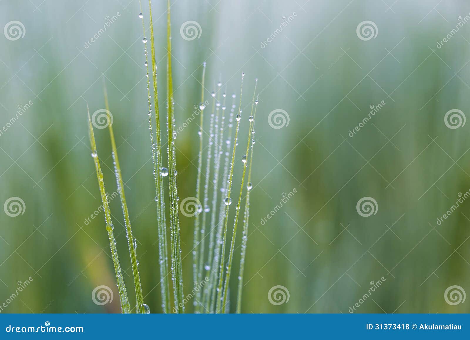 Jonge Tarwe en Dauw stock foto. Image of gezond, landbouw - 31373418