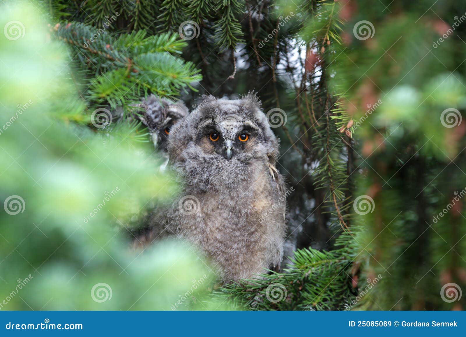 Jonge uil stock afbeelding. Image of ouder, nave, naughty - 25085089