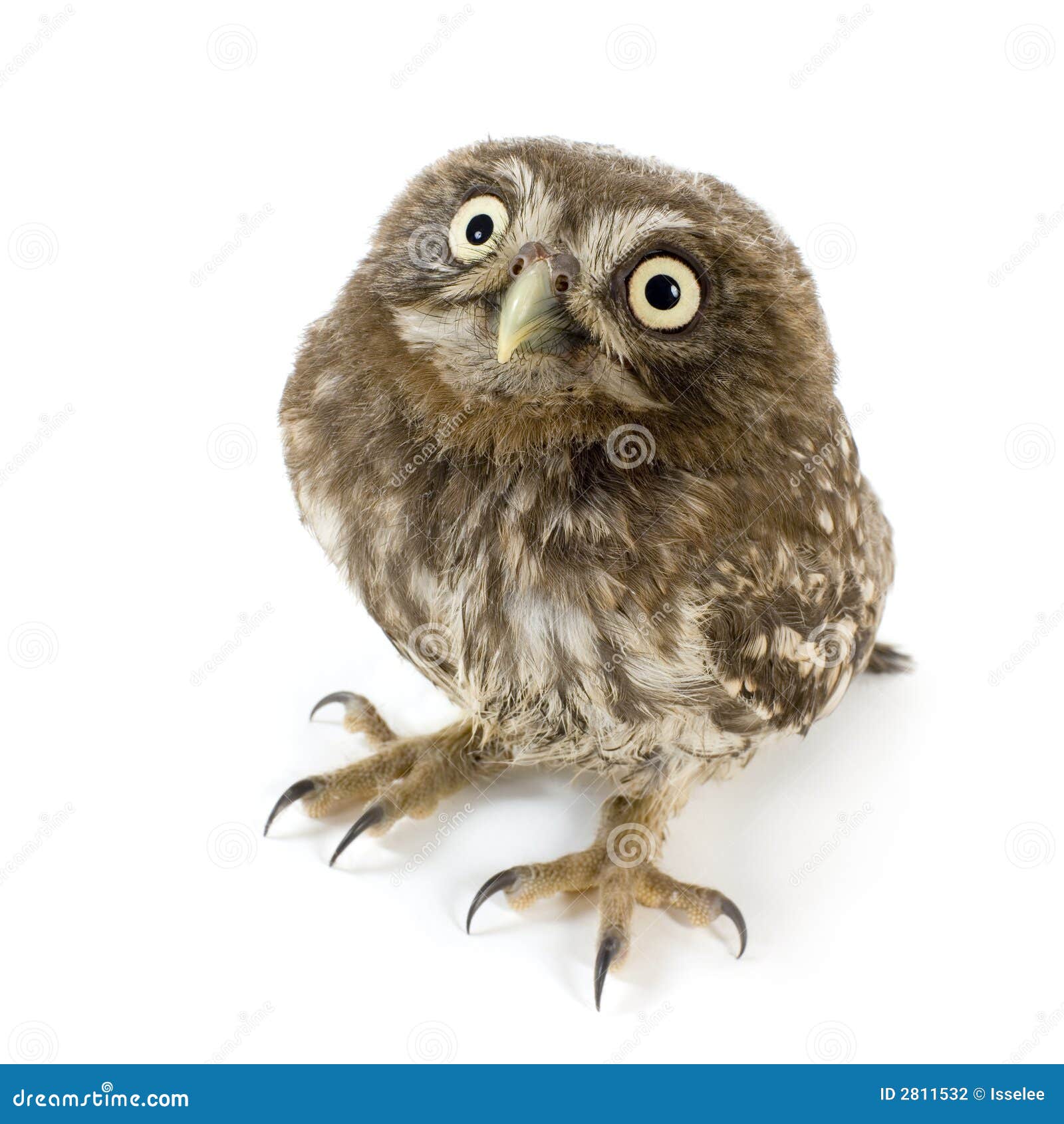 Jonge uil (4 weken) stock foto. Image of haak, geïsoleerd - 2811532