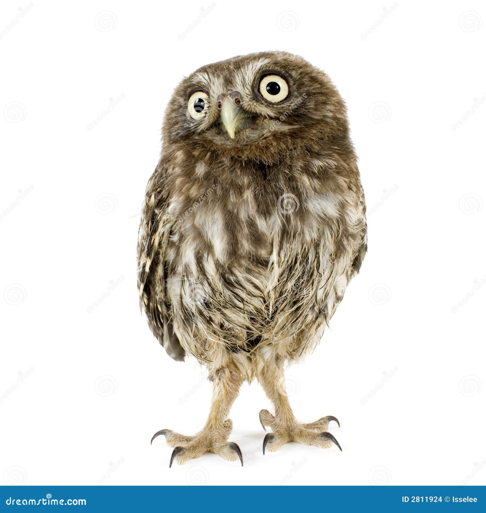 Jonge uil (4 weken) stock foto. Image of roofdier, prooi - 2811924