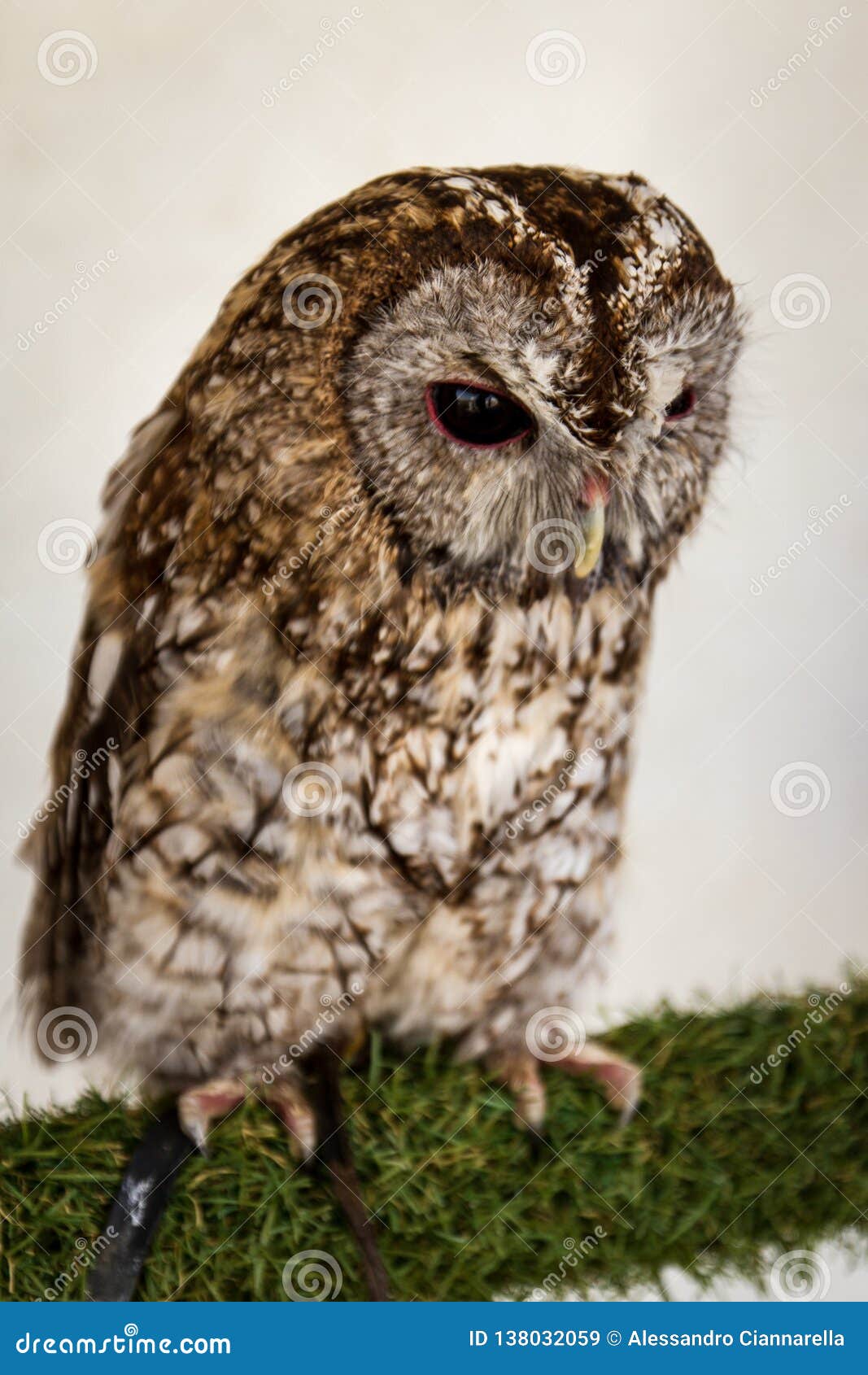 Jonge Uil Het Ontspannen - Beeld - Foto Stock Afbeelding - Image of ...