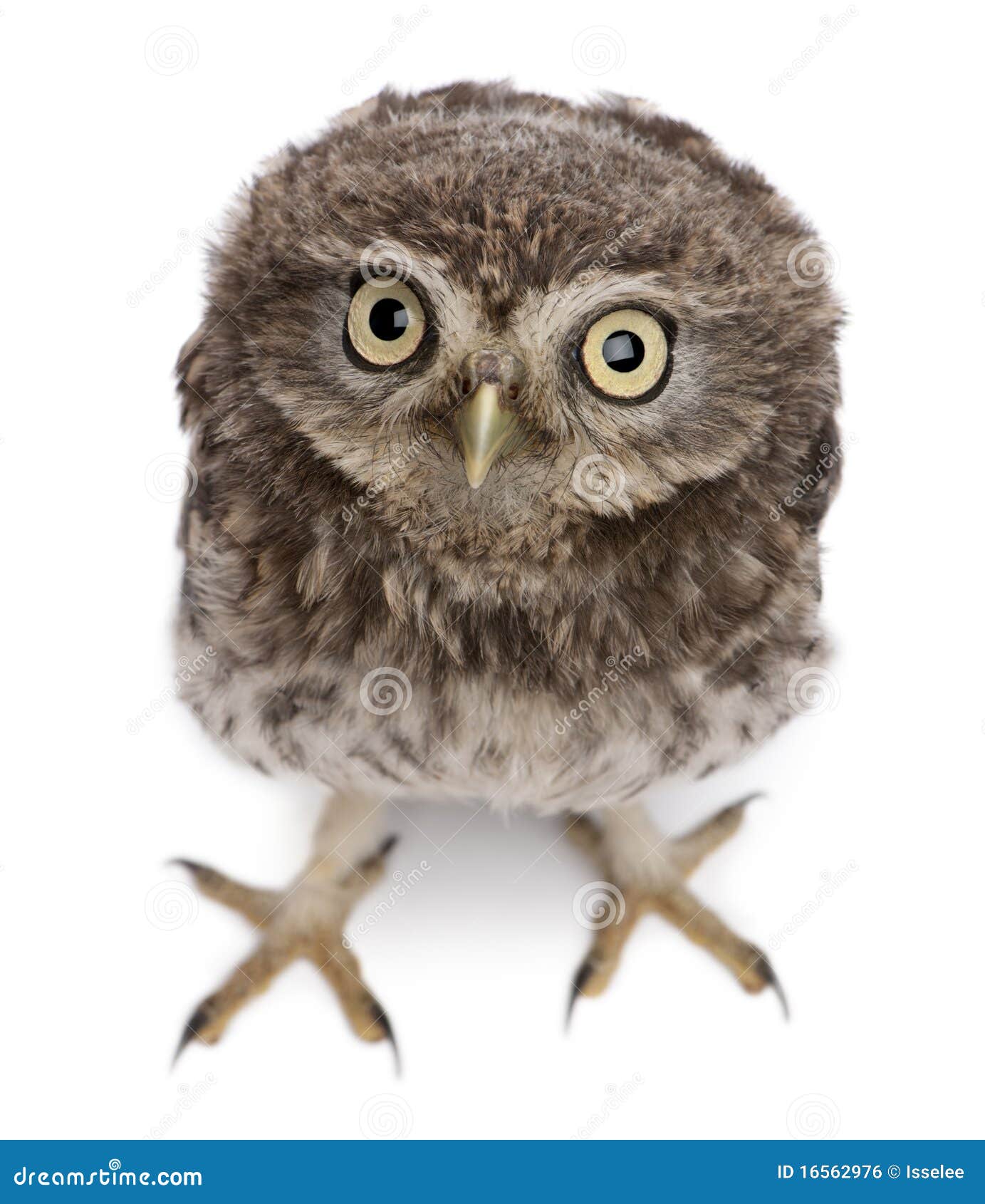 Jonge uil status stock foto. Image of besnoeiing, studio - 16562976