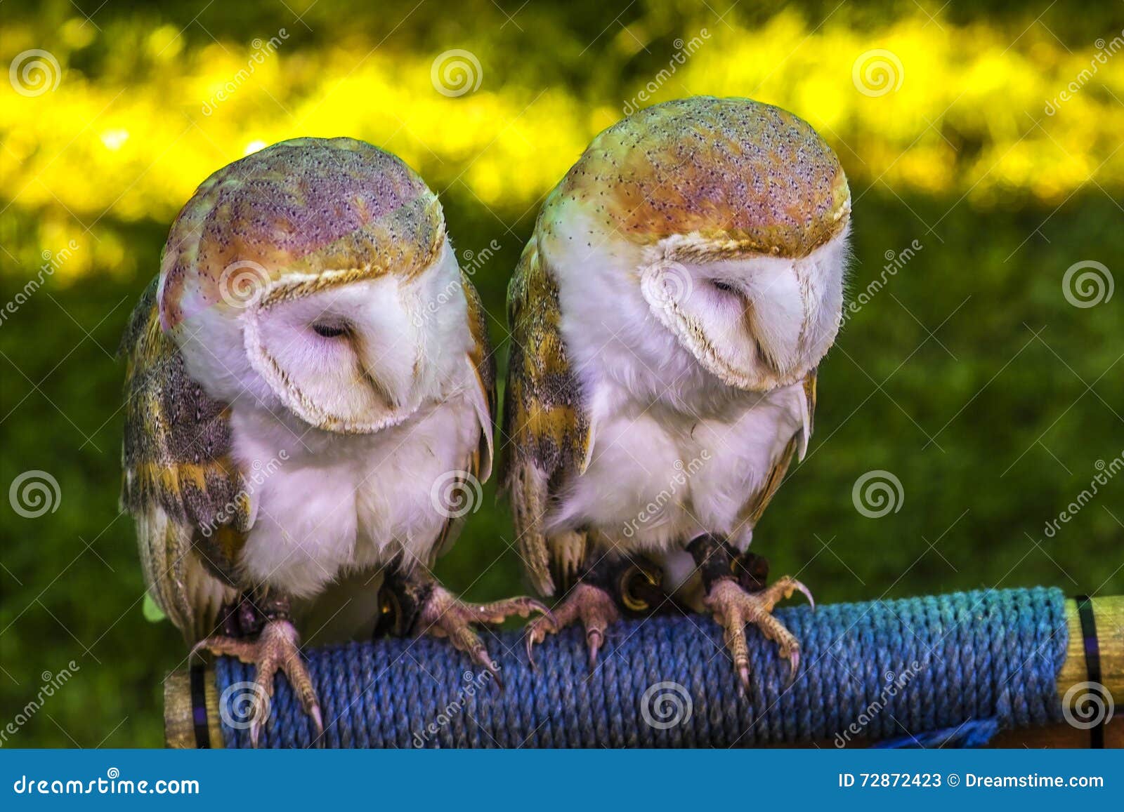 2 jonge Uilen stock afbeelding. Image of bezoekers, slaap - 72872423