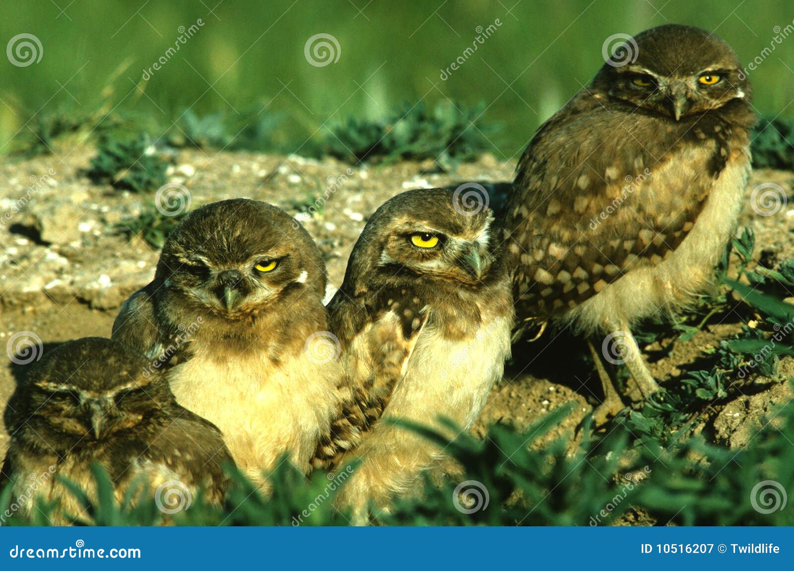 Jonge Uilen Burrowing stock afbeelding. Image of vogel - 10516207