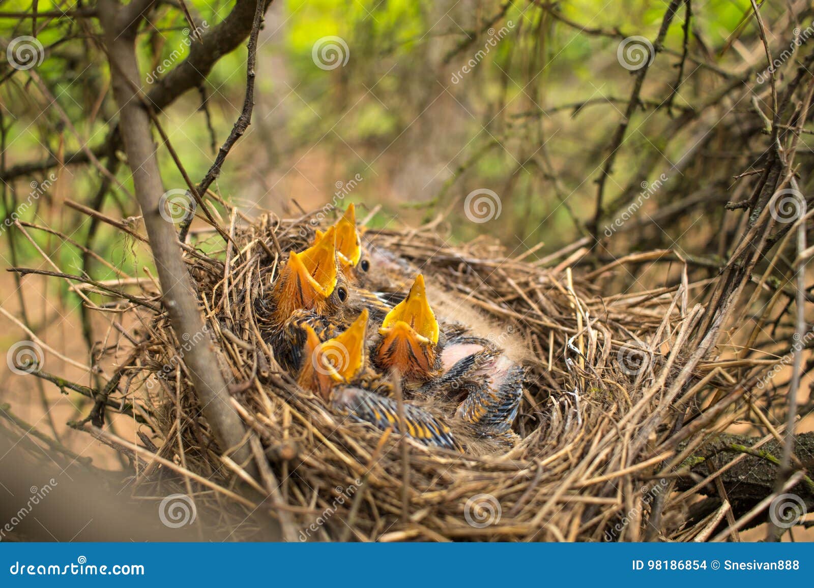 Jonge Vogels in Het Nest in Een Boom Stock Foto - Image of tuin ...