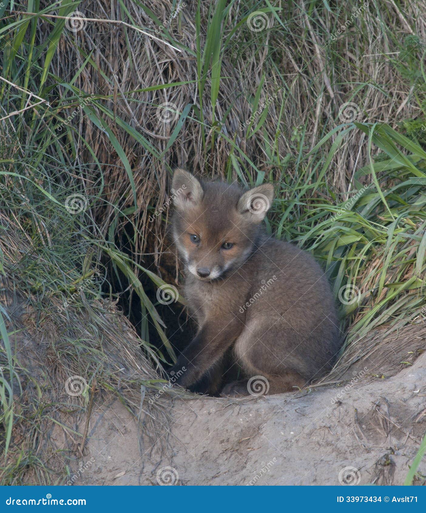 Jonge vos in het gat stock foto. Image of eekhoorn, nave - 33973434