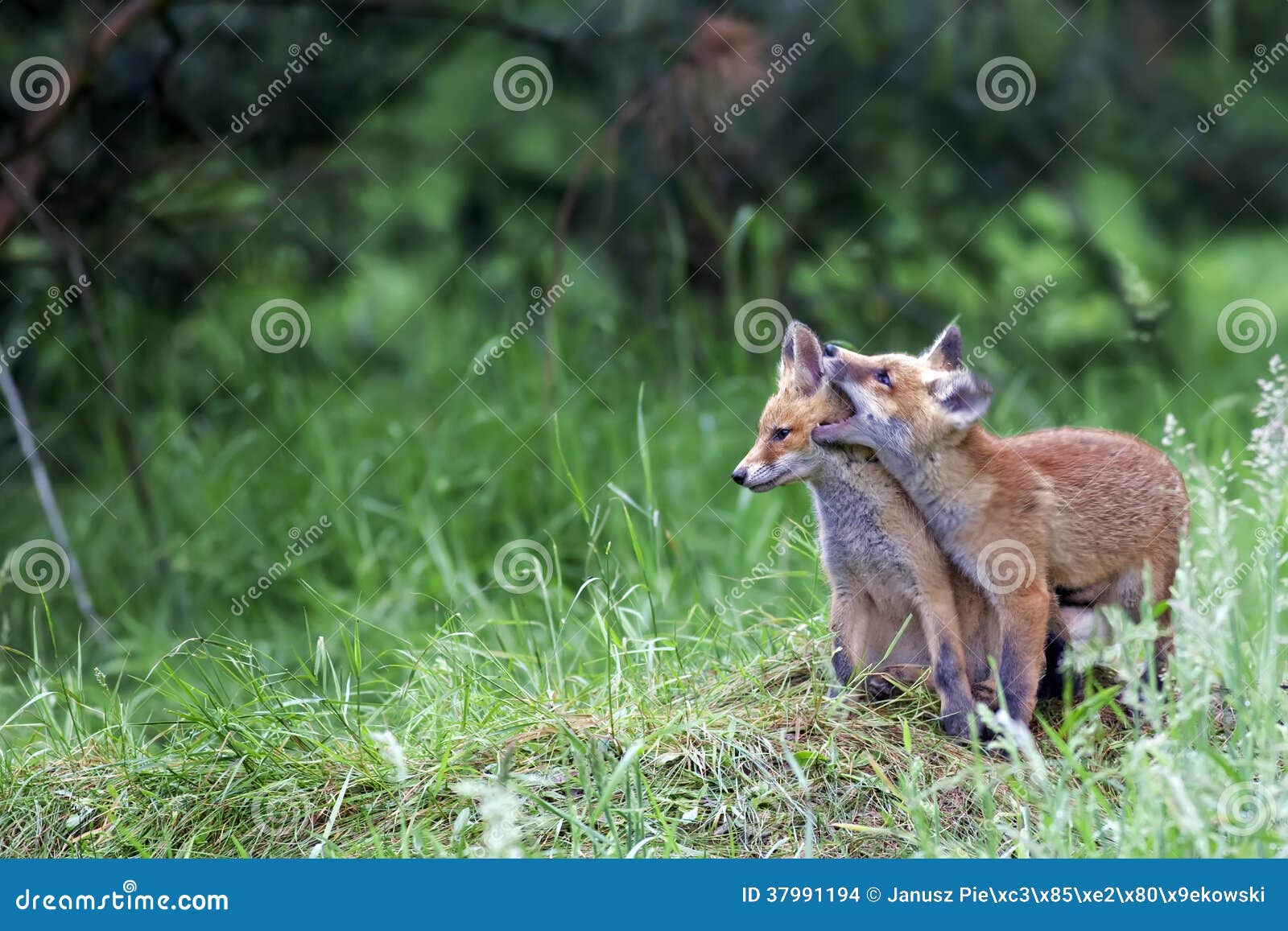 Jonge Vossen in De Opheldering Stock Foto - Image of zoogdier, muizen ...