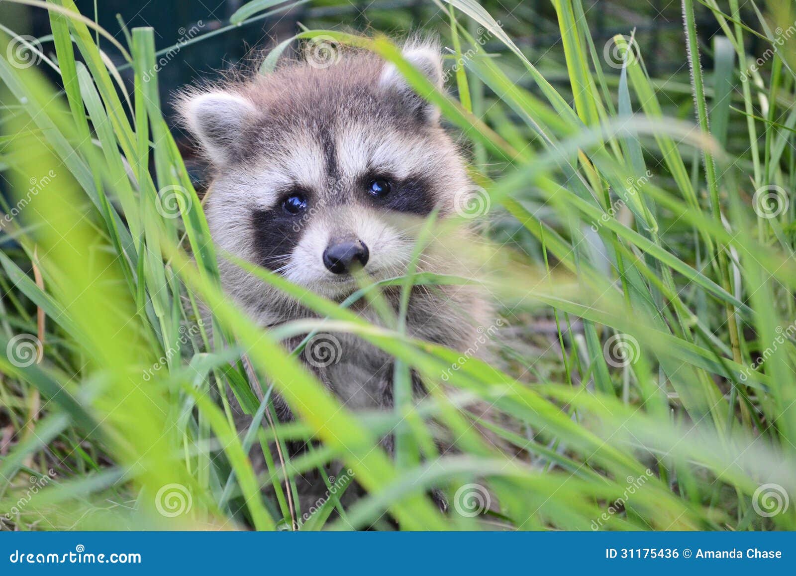 Jonge Wasbeer stock foto. Image of pasgeboren, wild, zoogdieren - 31175436