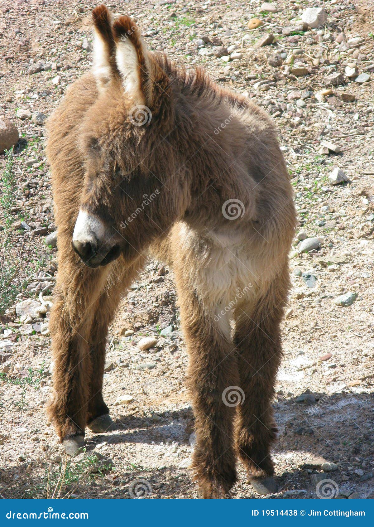 Jonge Wilde Ezel stock foto. Image of woestijn, veulen - 19514438