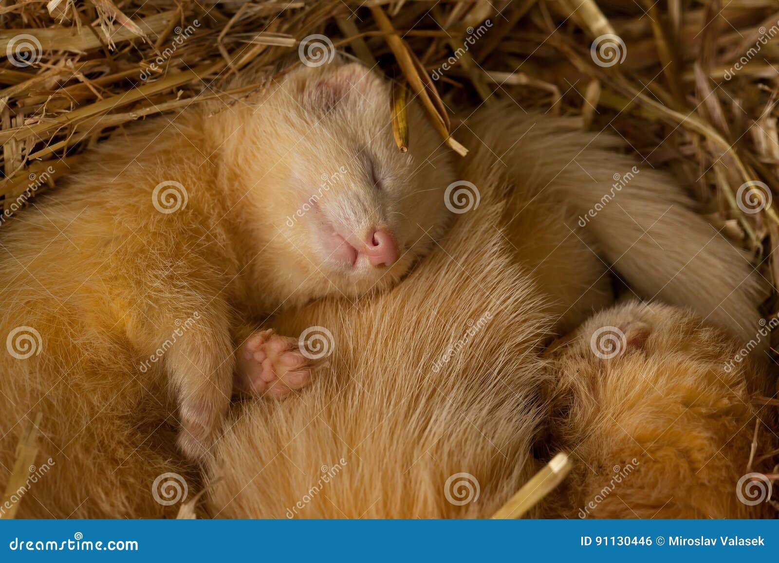 Jonge Witte Fretten in Een Nest Stock Foto - Image of albino, carnivoor ...