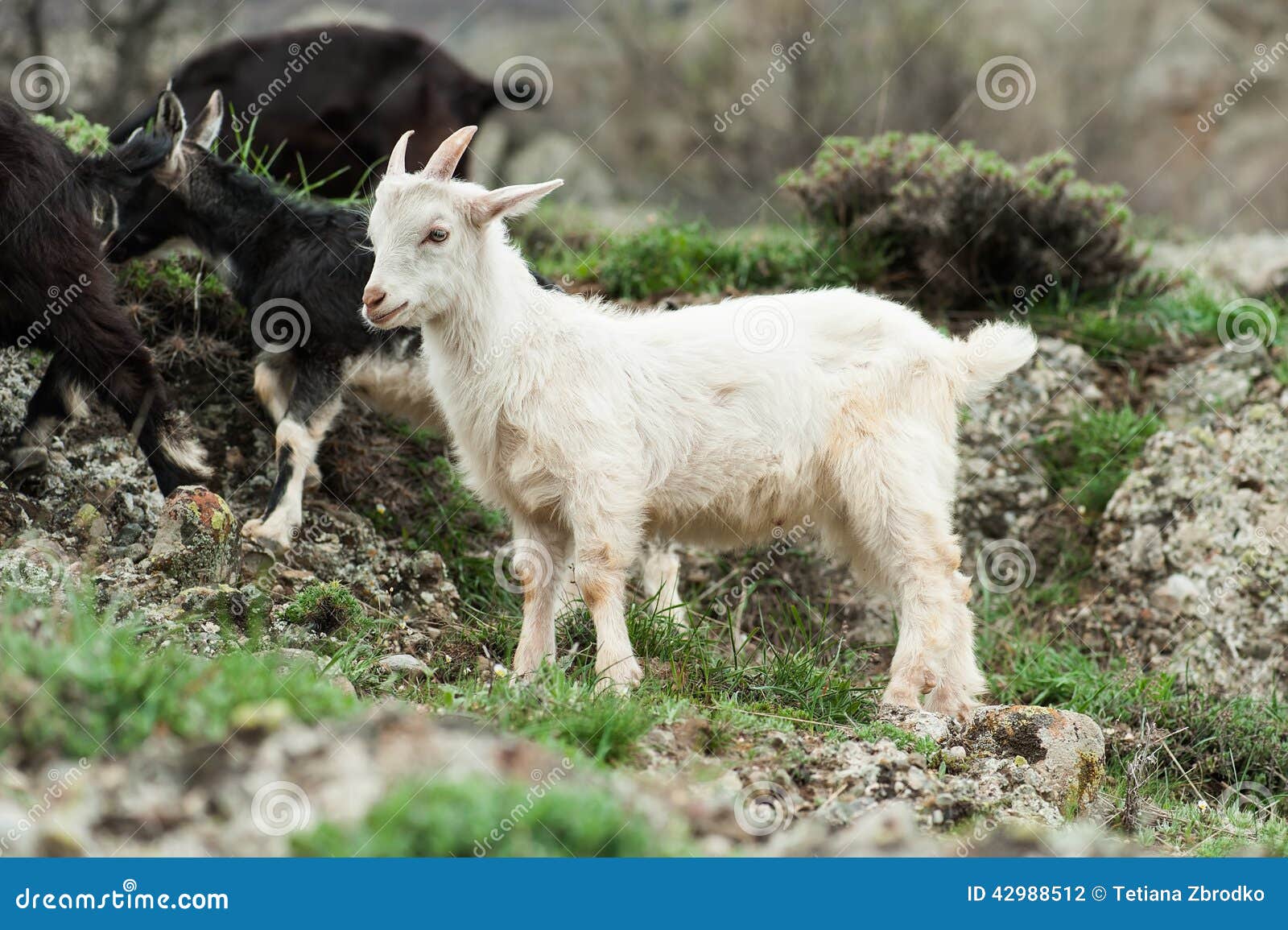 Jonge witte geit stock foto. Image of bont, leuk, bergen - 42988512
