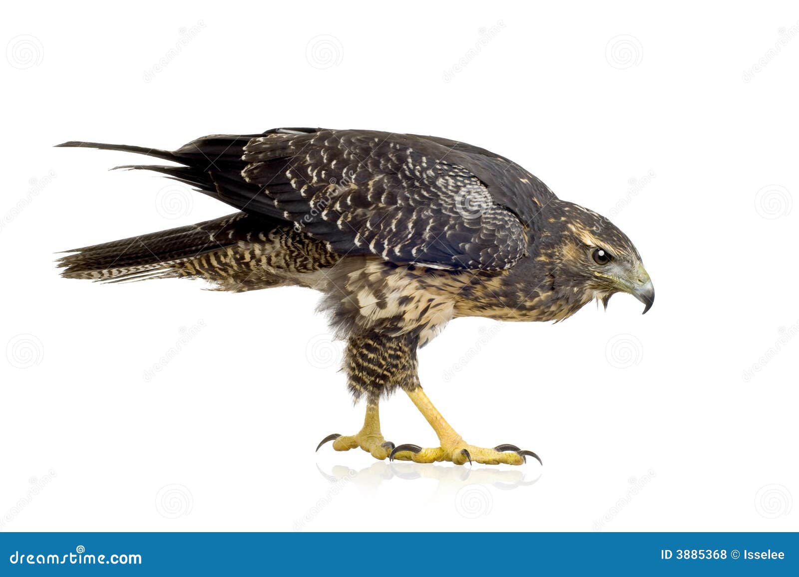 Jonge Zwart-Chested Buizerd-Adelaar Stock Foto - Image of valkerij, zwart: 3885368