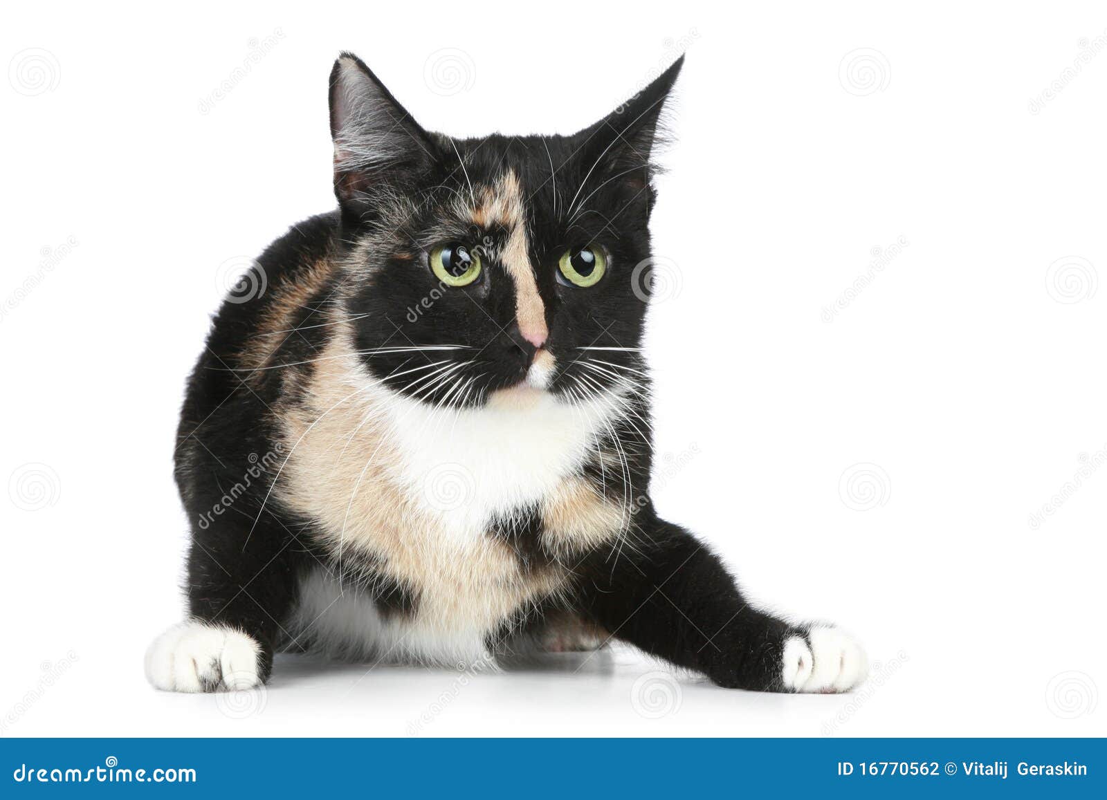 Jonge Zwarte Bruine Kat (de Kleur Van De Schildpad) Stock Foto - Image ...