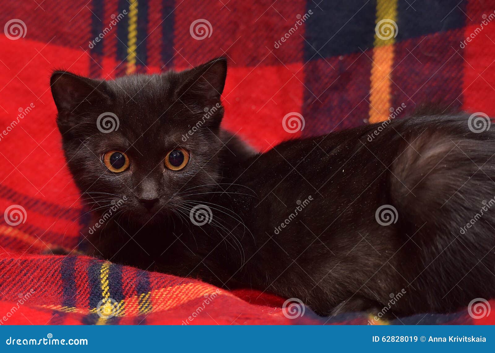 Jonge Zwarte Kat Op Een Rood Stock Afbeelding - Image of vriend, bont ...