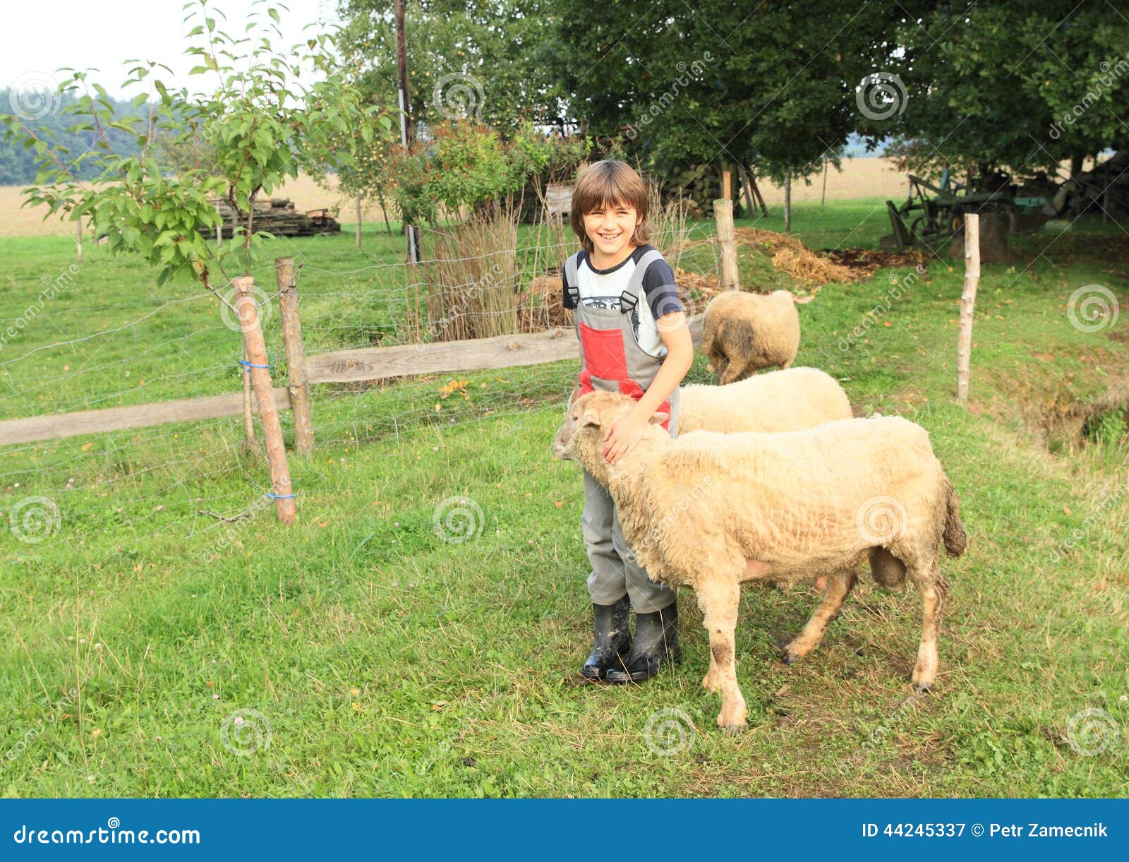 Jongen Die Een Schaap Strelen Stock Afbeelding - Image of kudde, werk ...