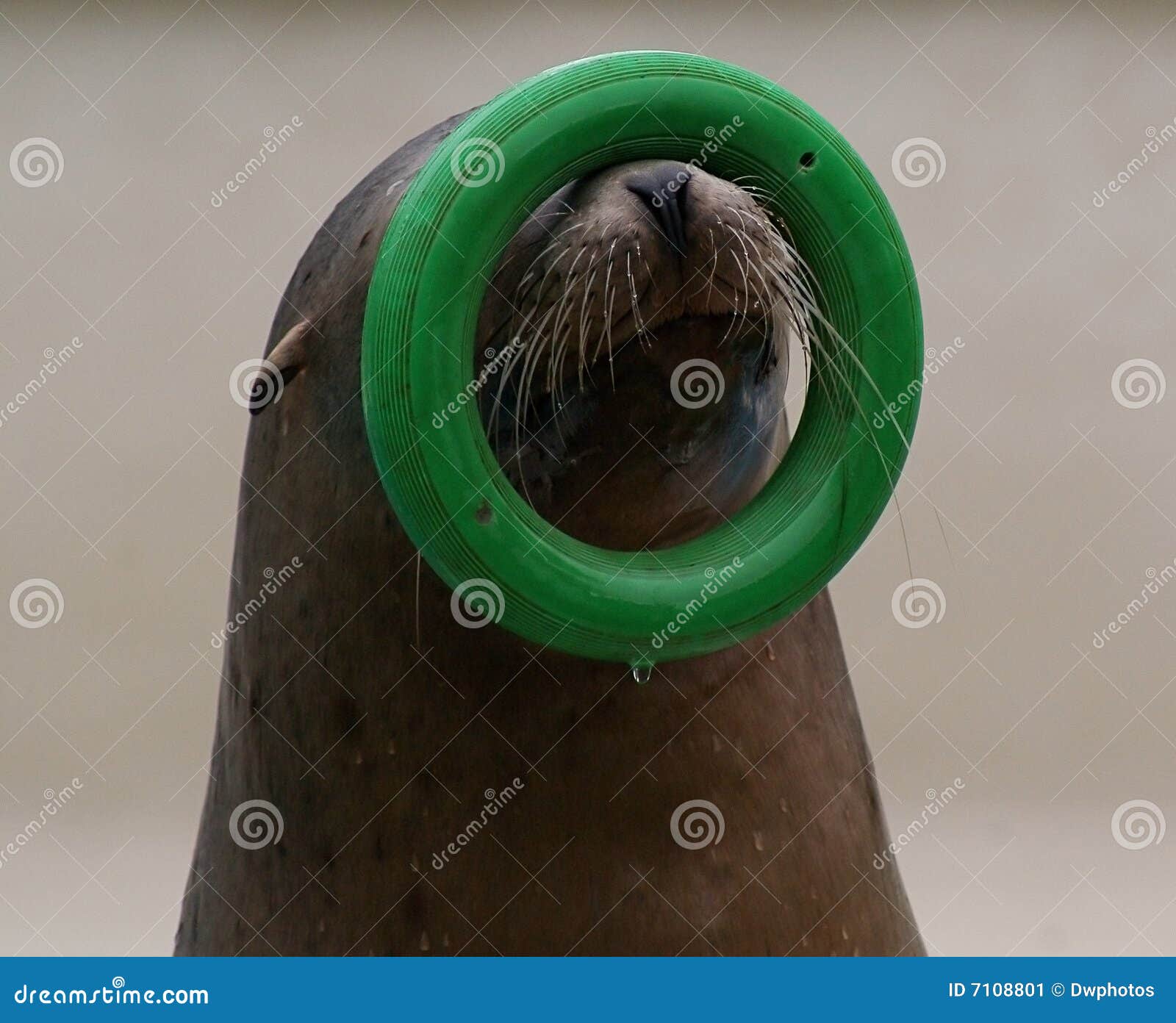 Jonglerende met zeeleeuw stock afbeelding. Image of ring - 7108801