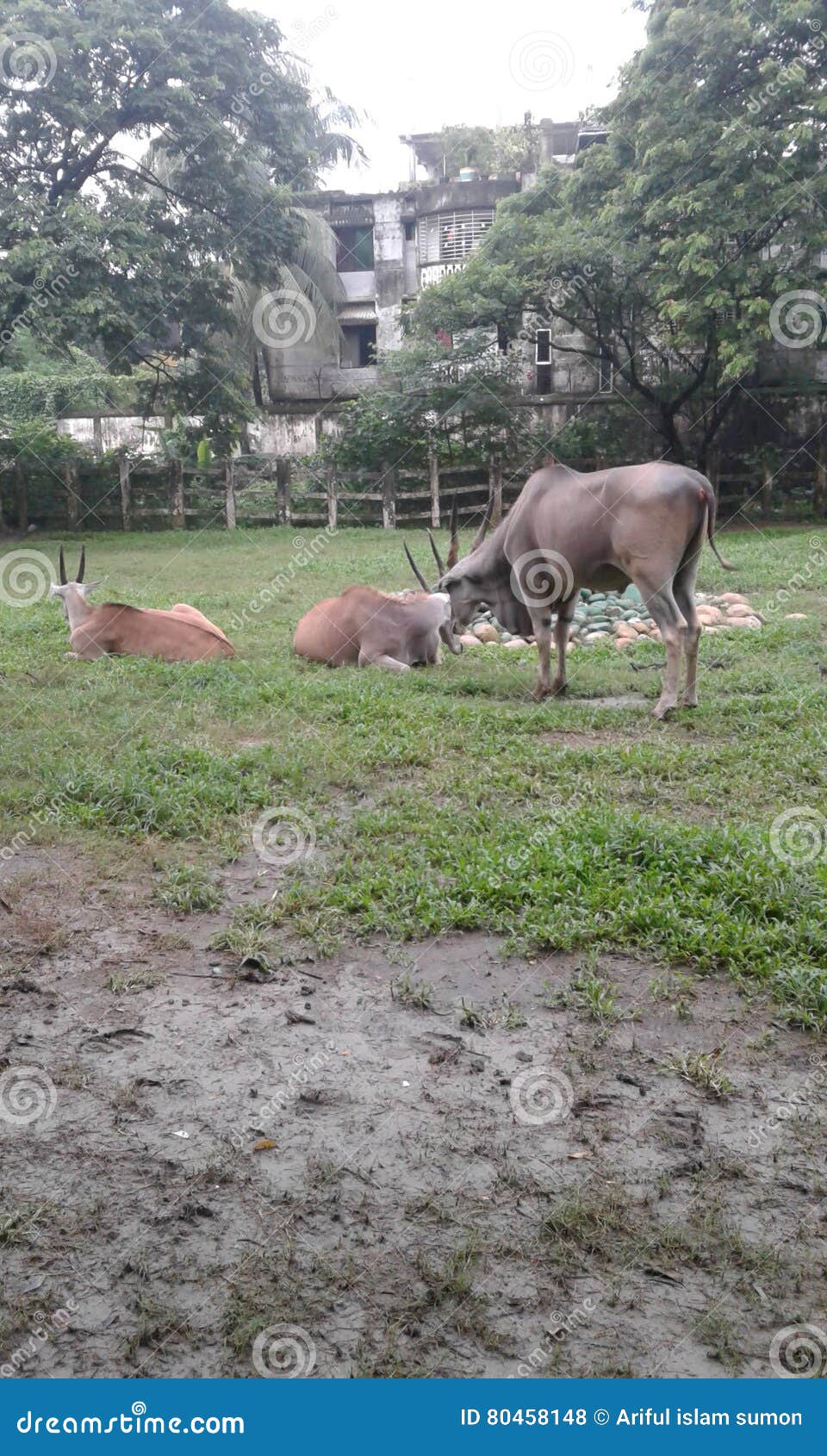 Jongol stock photo. Image of sahabag, chirakhana, bangladesh - 80458148