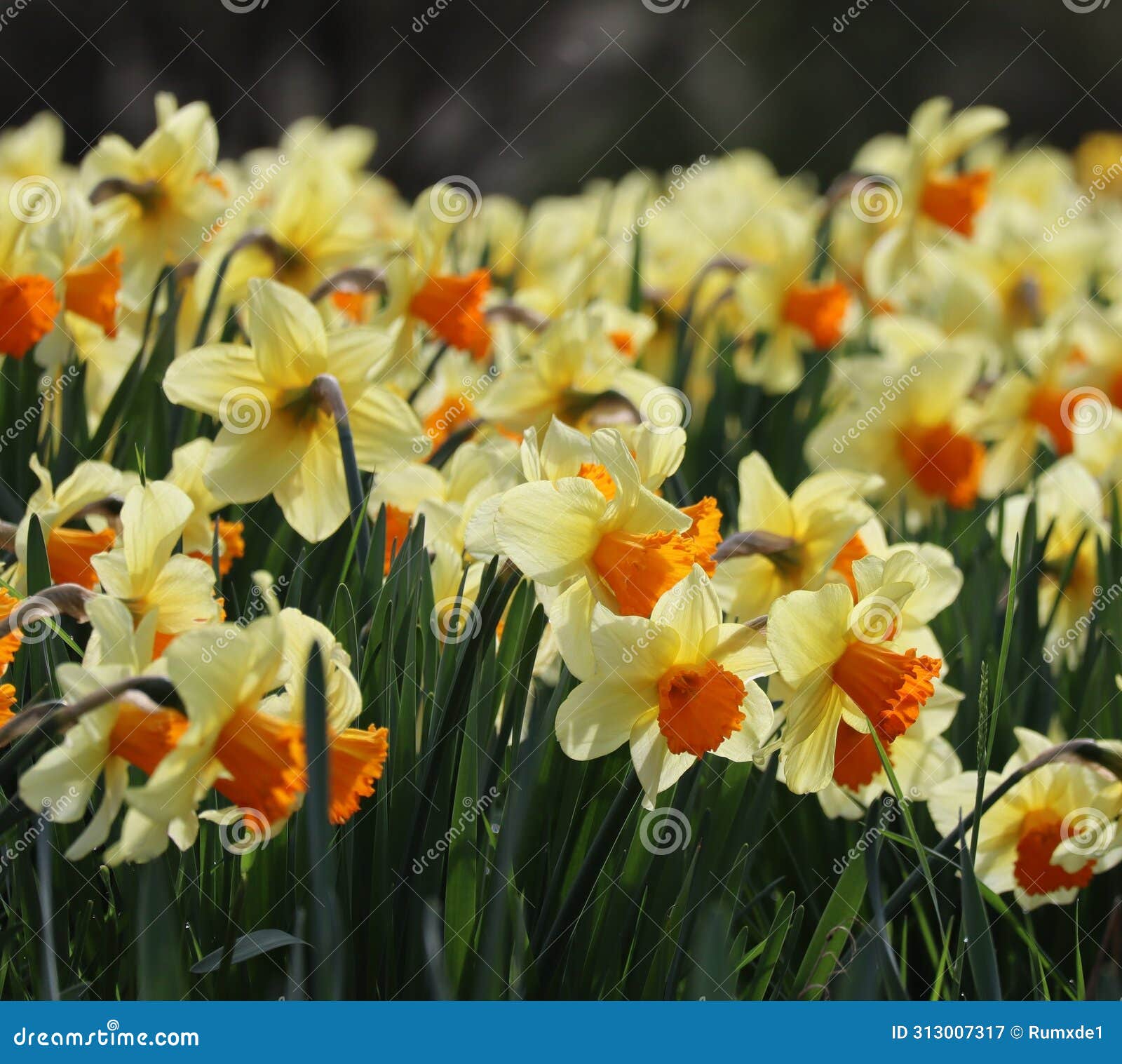 Jonquill stock image. Image of jonquill, presummergreenbulbgeophyte - 313007317