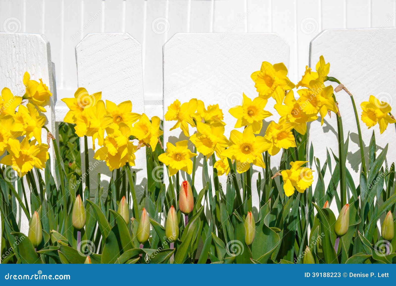 Jonquille Et Tulip Floral Border Image stock - Image du beauté, cadre ...