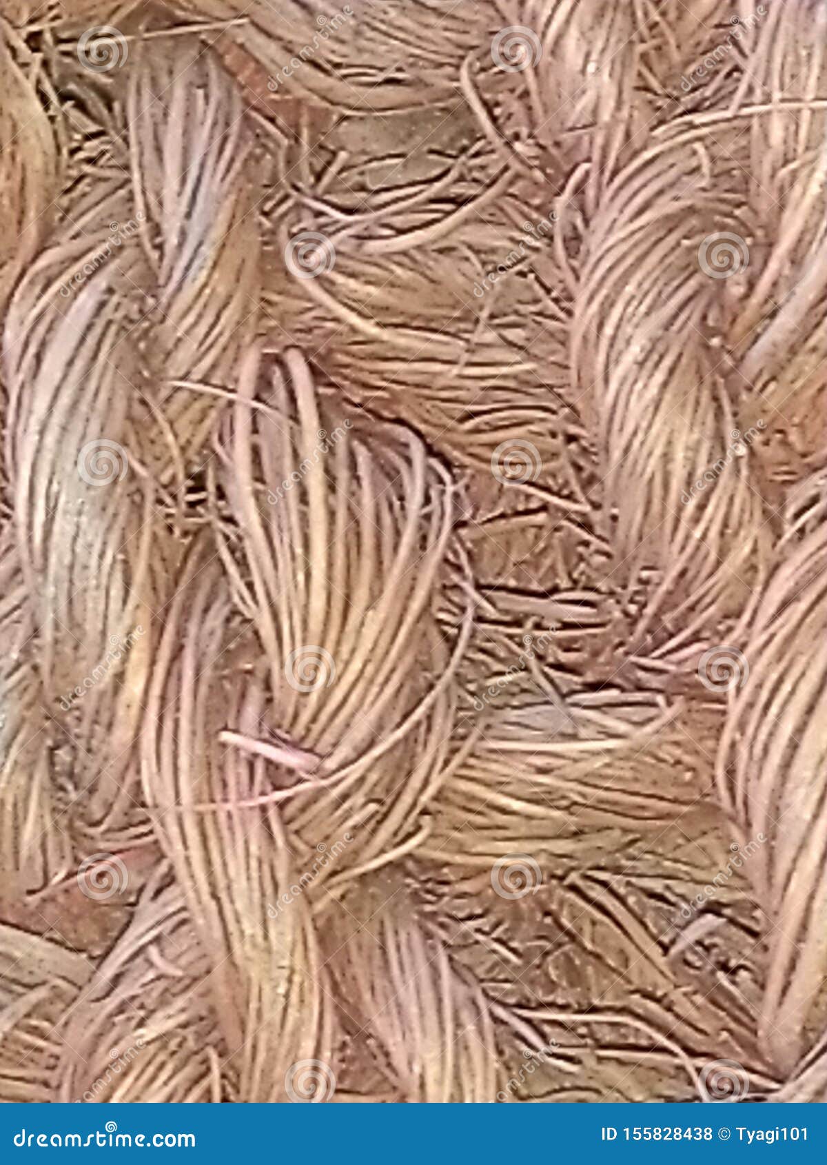 Joot stock photo. Image of natural, tree, coconut, joot - 155828438