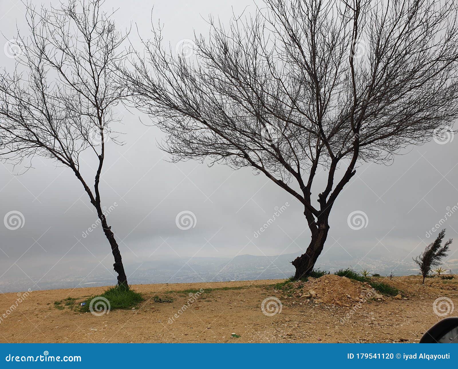 Jordan amman tree stock photo. Image of leaf, winter - 179541120