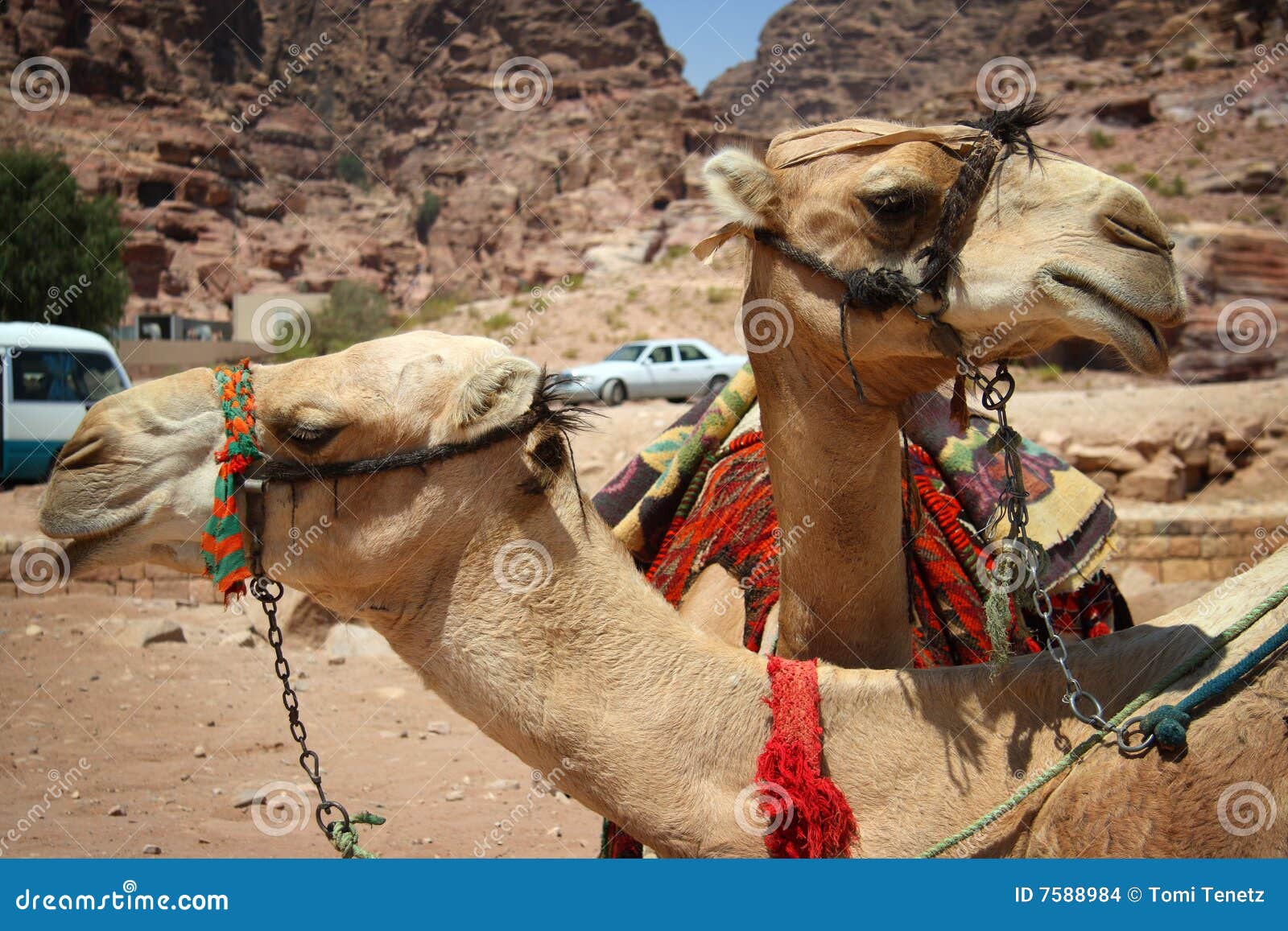 Jordan: Camel Buddies stock photo. Image of petra, arabia - 7588984
