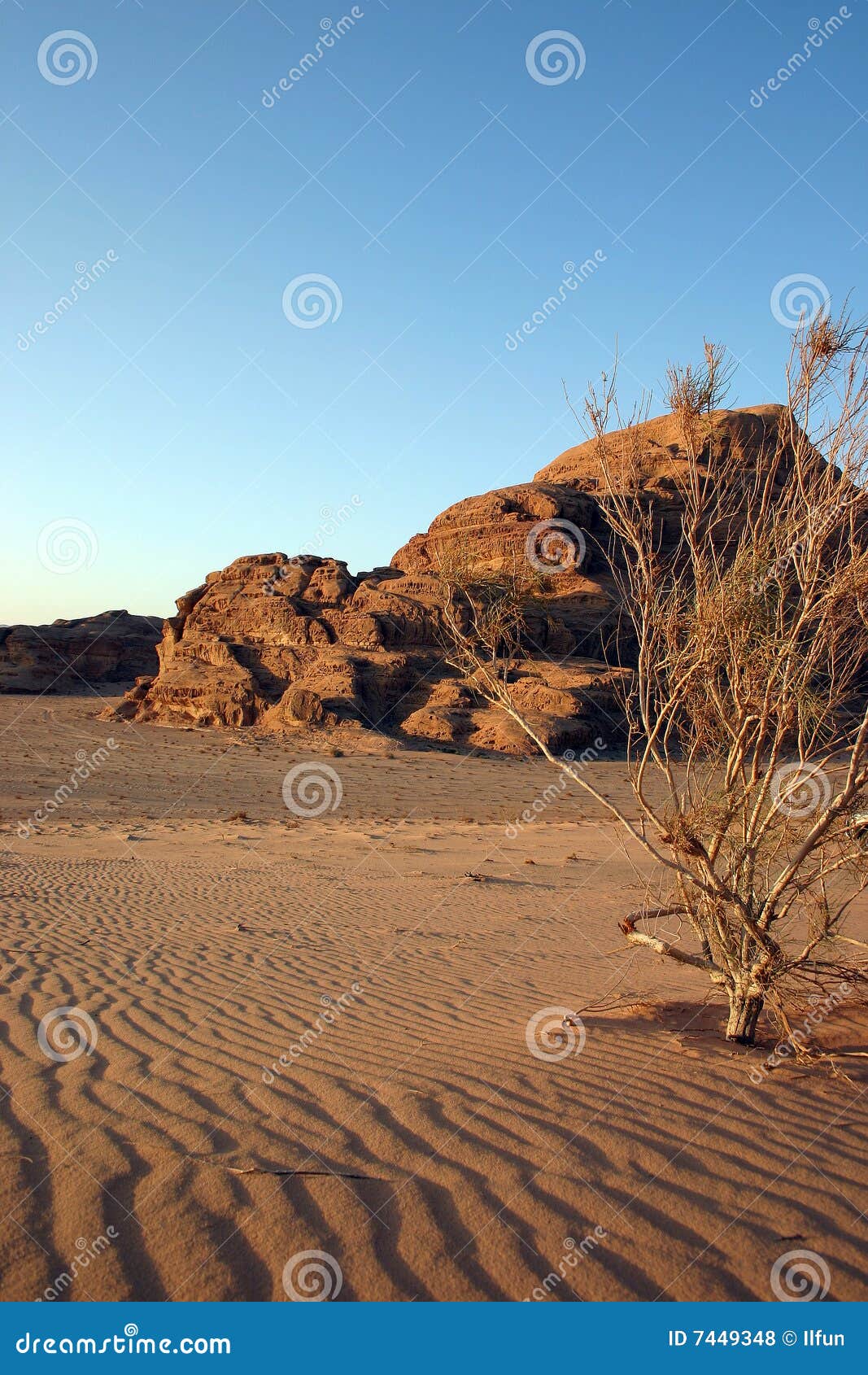 Jordan desert stock photo. Image of jordan, blue, tree - 7449348