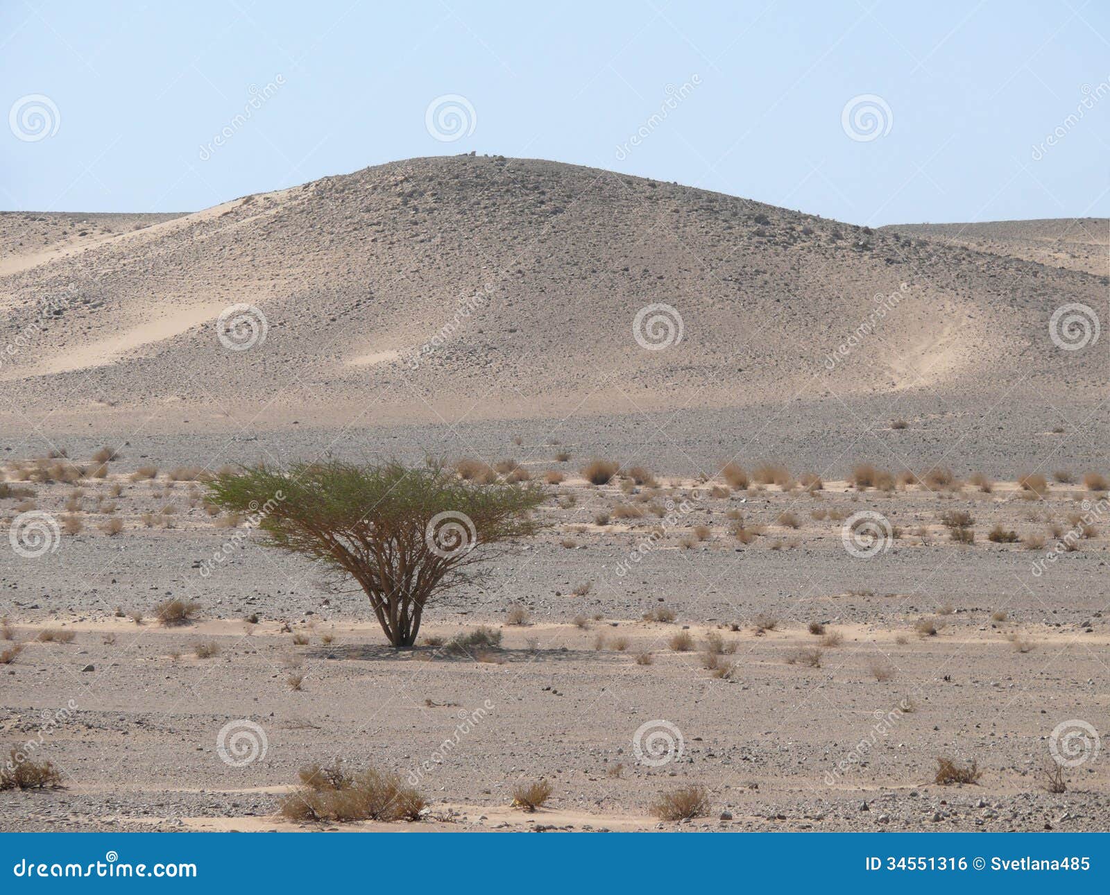 Jordan. Desert. stock photo. Image of tree, journey, picturesque - 34551316