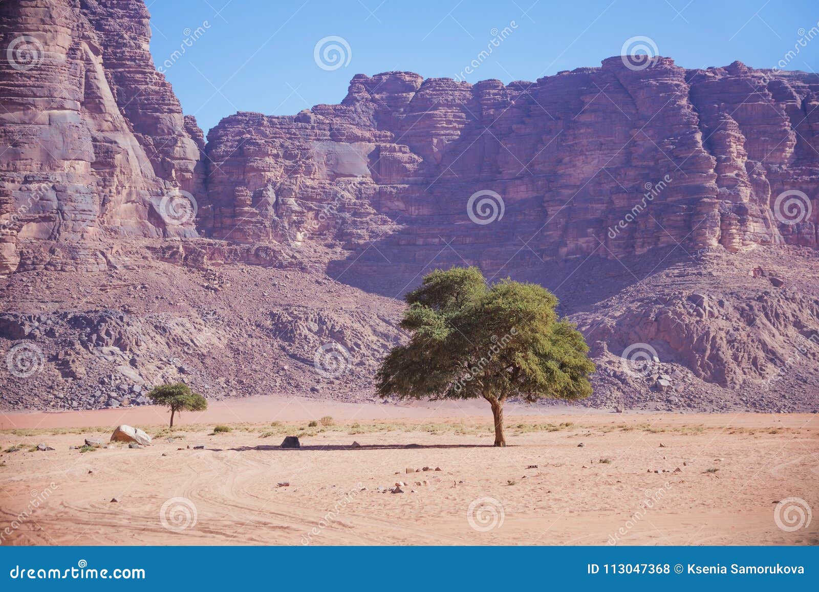 Jordan Landscape. Lonely Tree in Wadi Ram Desert. Stock Photo - Image ...