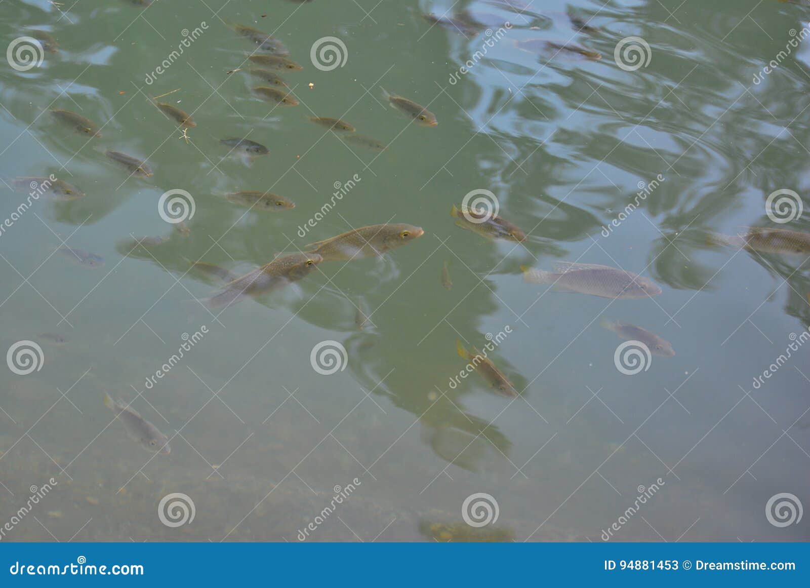 Jordan River Israel stock image. Image of jordan, fish - 94881453