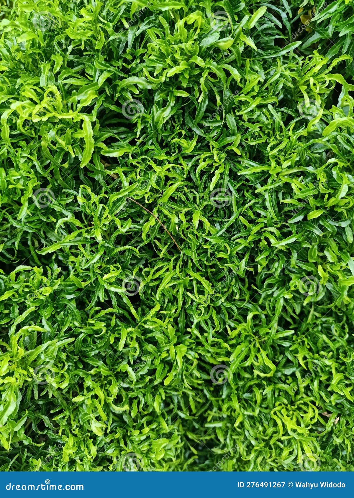 Joseph Coat Green Leaves Background Stock Image - Image of ...