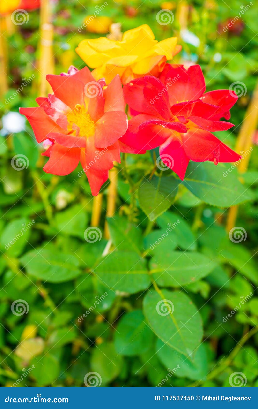 Joseph`s Coat Climbing Rose Stock Photo - Image of flower, joseph ...