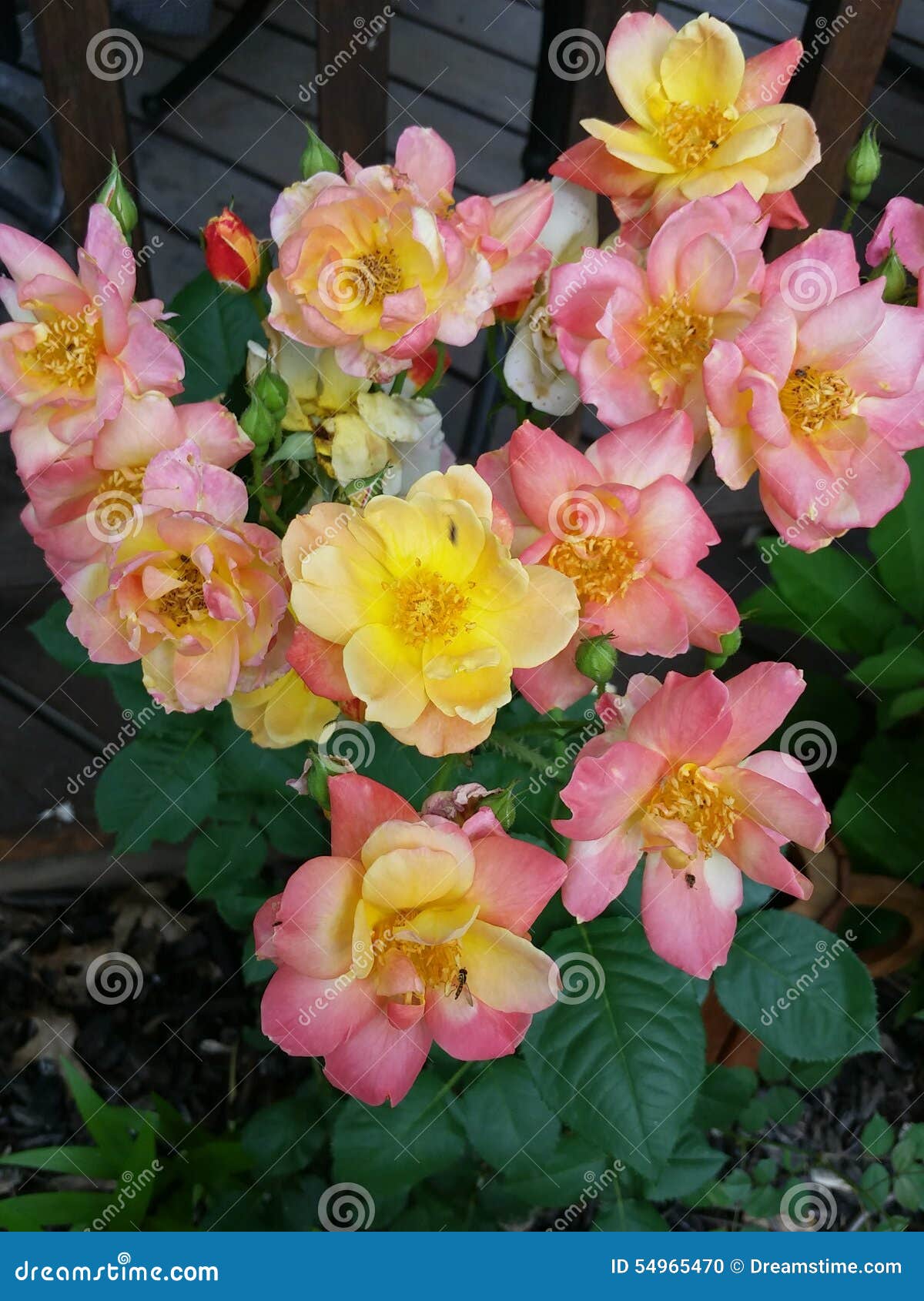 Joseph s Coat Roses stock photo. Image of stage, coat - 54965470