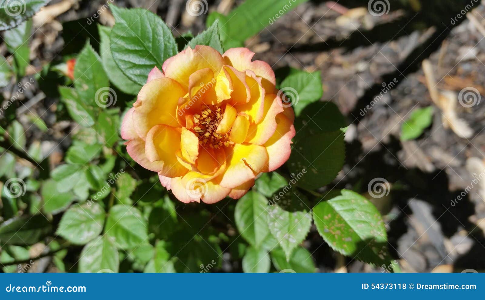 Josephs Coat Rose stock photo. Image of josephs, coat - 54373118