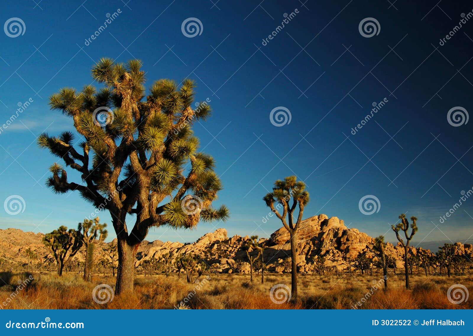 Joshua-Baum stockfoto. Bild von felsen, kalifornien, wüste - 3022522