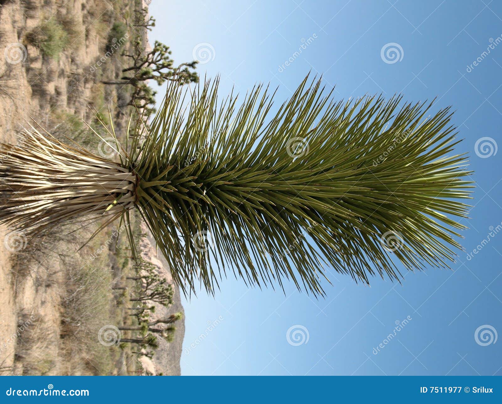 Joshua-Baum stockbild. Bild von leuchte, yuccapalme, strauch - 7511977