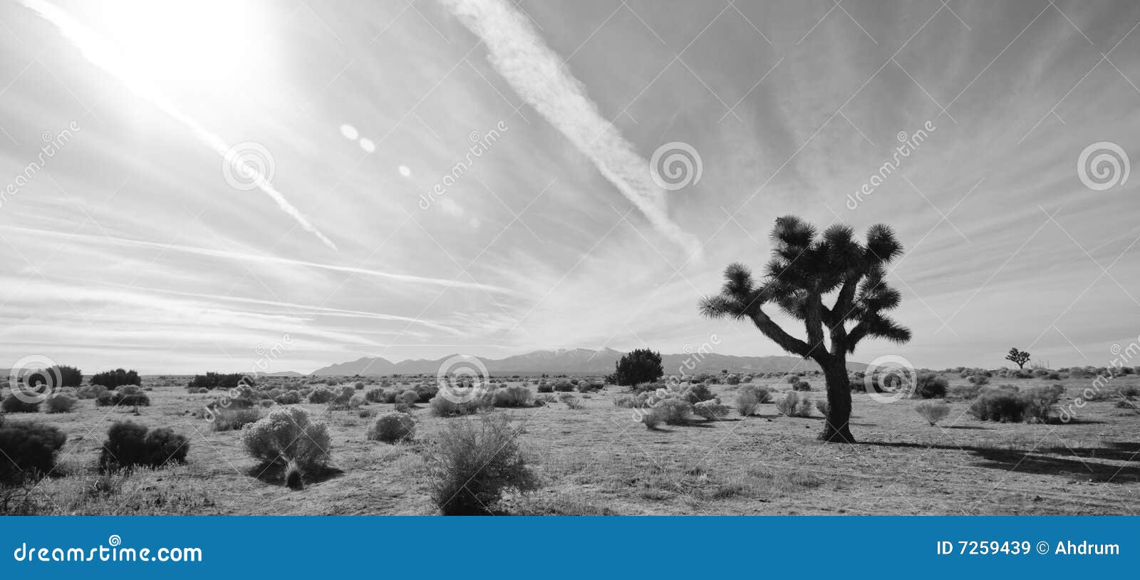 Joshua-Baum in der Wüste stockbild. Bild von südwestlich - 7259439